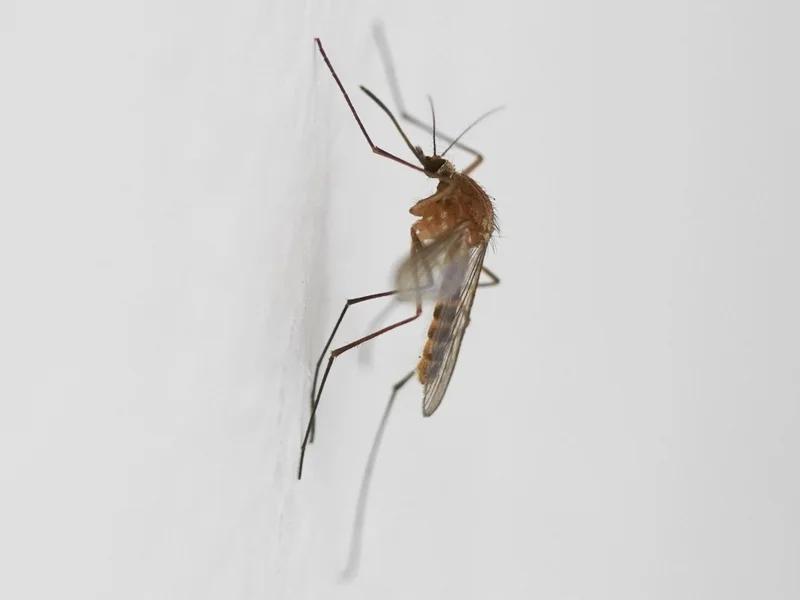 MyWild | Real-Time Tick Forecast & Lyme Disease Risk